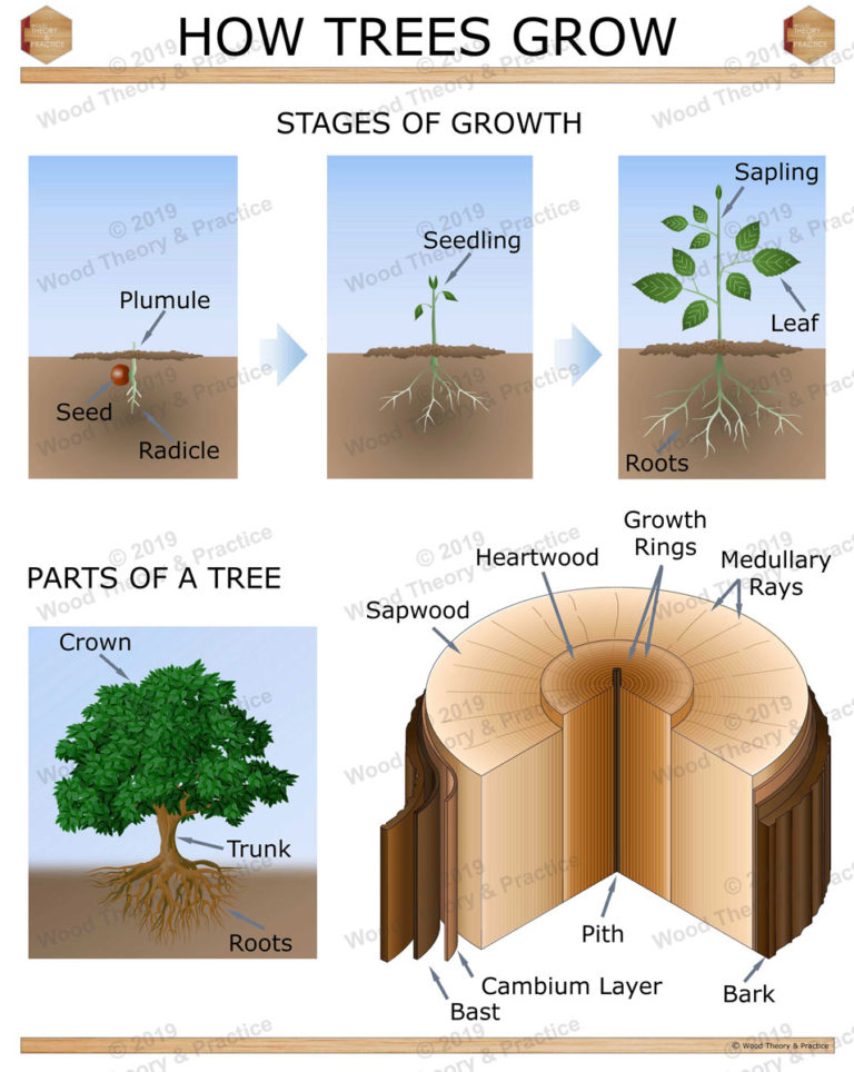 21 Wood Technology Posters - Theory & Practice
