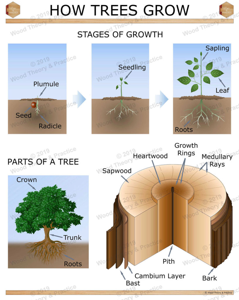 21 Wood Technology Posters - Theory & Practice
