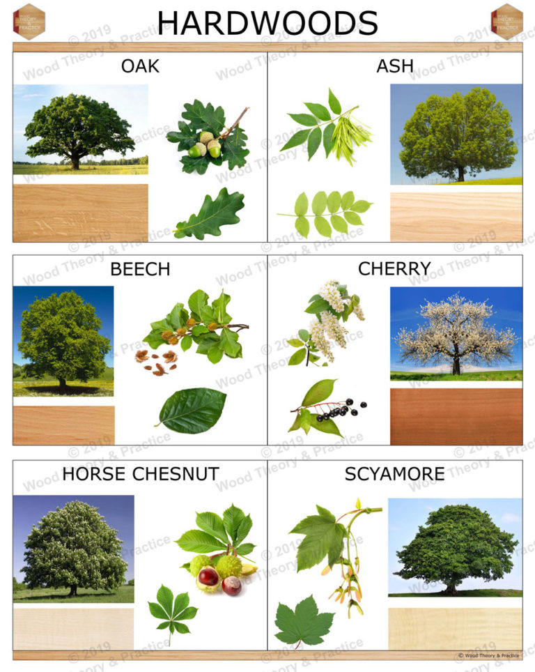 21 Wood Technology Posters - Theory & Practice