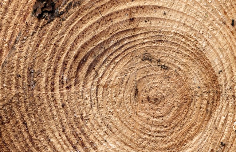 2021 Design Briefs - Materials Technology Wood - Theory & Practice